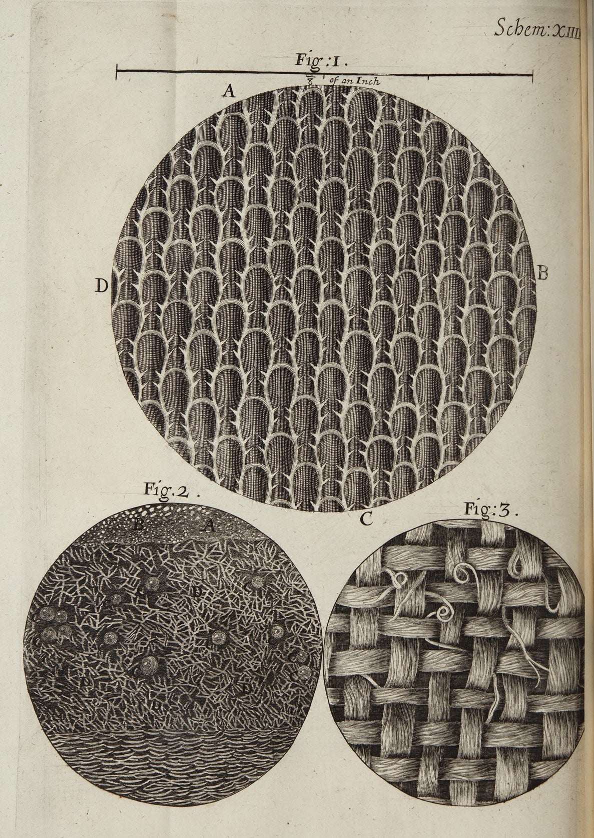 What We Saw Under the Microscope's Lens - JSTOR Daily