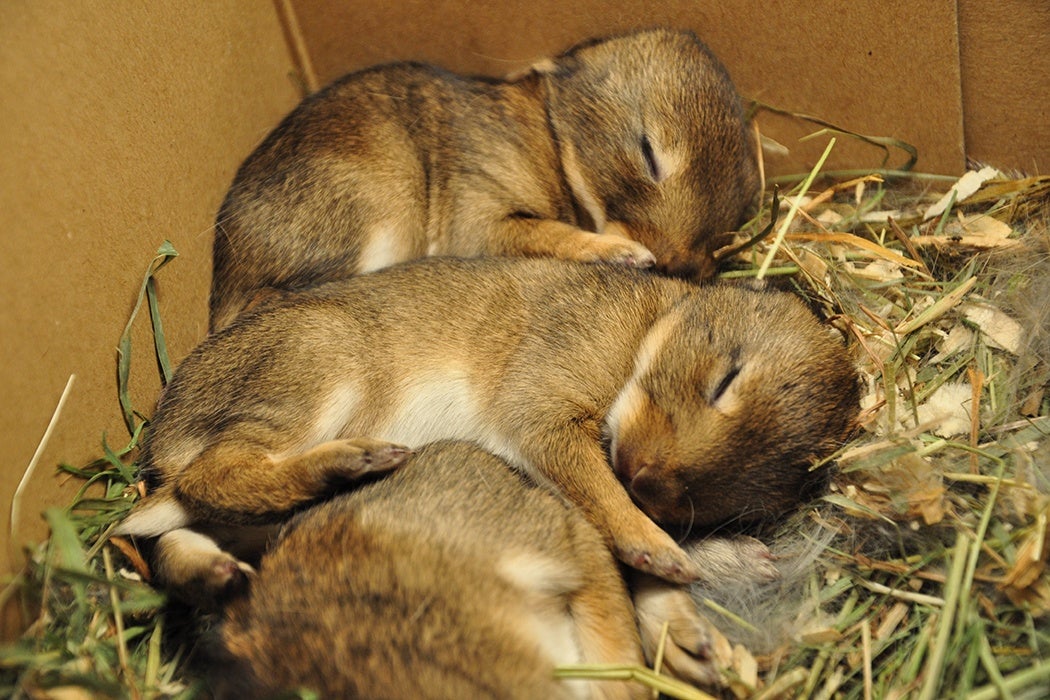 Extreme Napping in the Animal Kingdom | JSTOR Daily