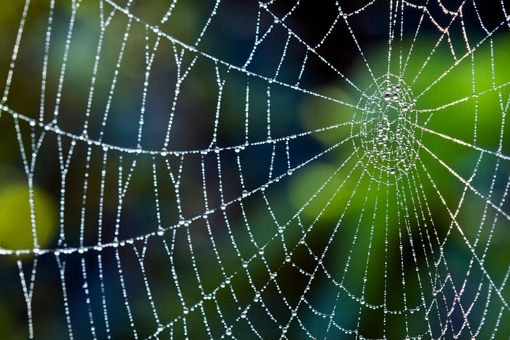 Six Surprising Facts About Spiderwebs JSTOR Daily