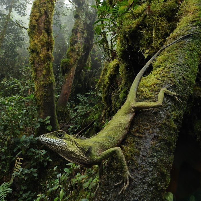 Reptiles Need Your Love, Especially Now - JSTOR Daily