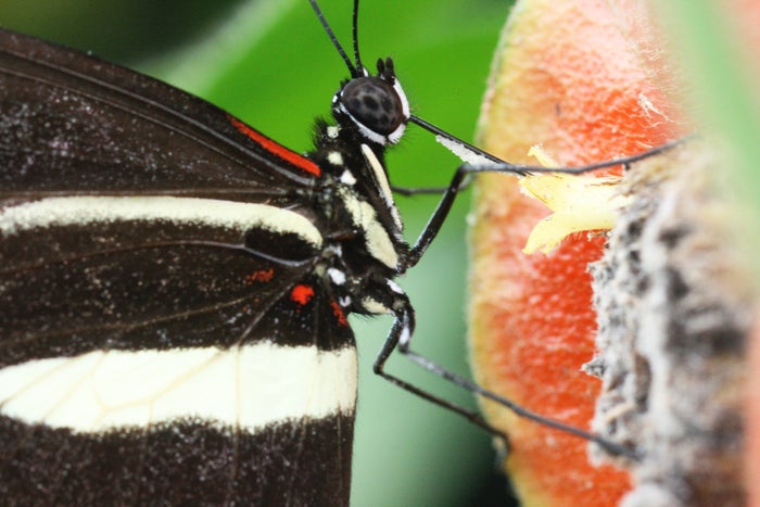 Love, Sex, and Cyanide—The Private Life of a Toxic Butterfly - JSTOR Daily