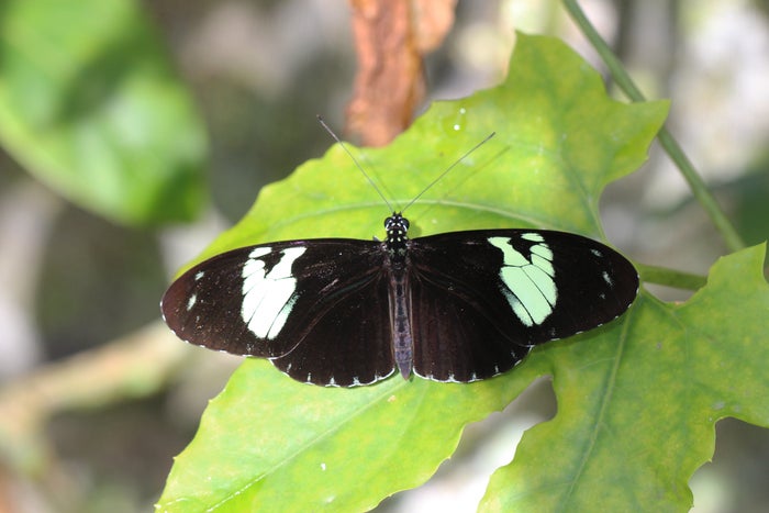 Love, Sex, and Cyanide—The Private Life of a Toxic Butterfly - JSTOR Daily