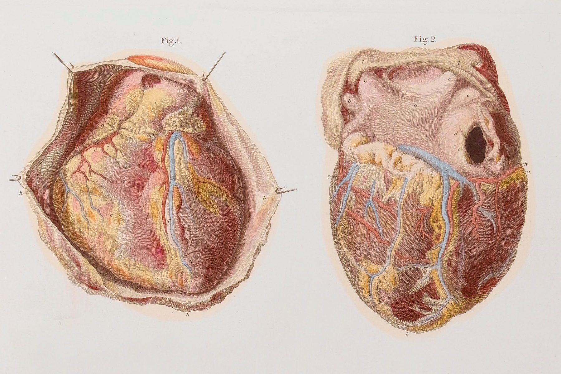 Who Really Discovered How The Heart Works JSTOR Daily Who Really Discovered How The Heart Works JSTOR Daily